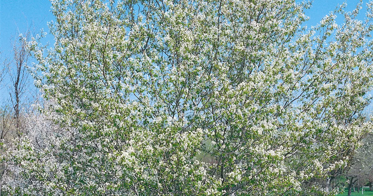 Amelanchier alnifolia 'Altaglow' Pflanze, Pflege & Tipps Floragard